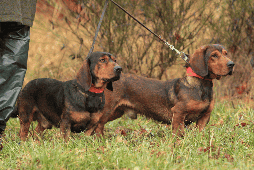 Alpenländische Dachsbracke im Rassen-Porträt (Mit Bildern)