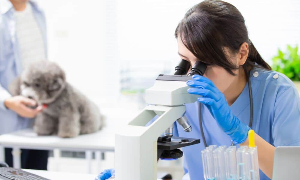 Demodex Milben beim Hund: Behandlung & Ursachen (Ratgeber)