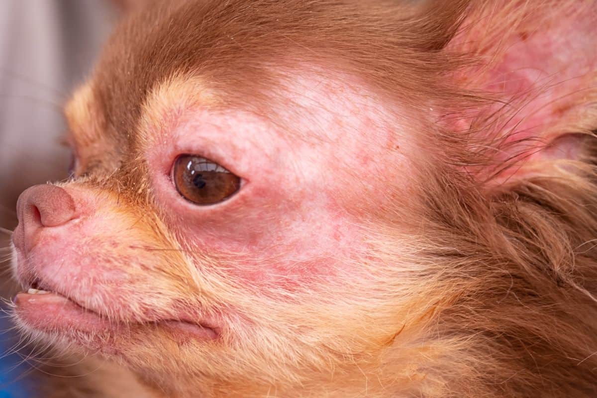 Demodex Milben beim Hund: Behandlung & Ursachen (Ratgeber)