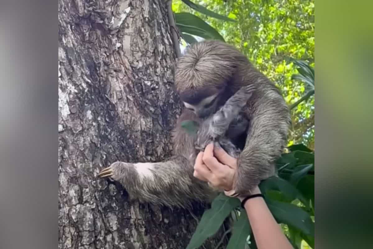 Tierschützer bringen Faultier-Mama ihr Baby zurück - ihre Reaktion ...