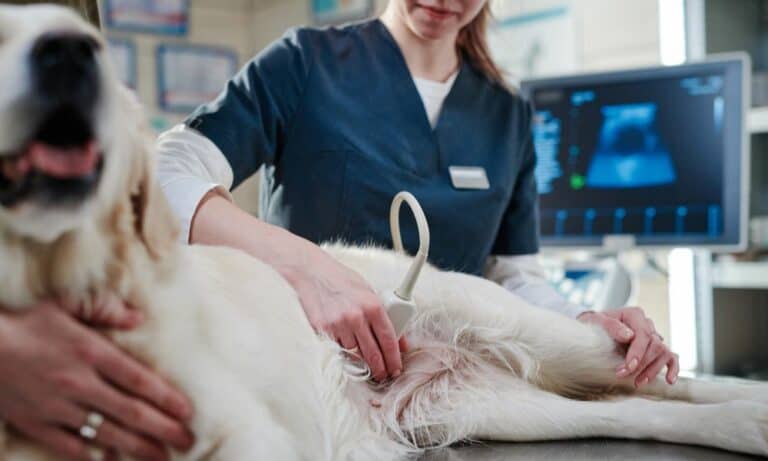 Galastop für Hunde: Dosierung, Nebenwirkungen & Alternativen