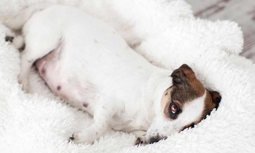 Hundegeburt: Dauer, Ablauf & Vorbereitung (+ Checkliste)