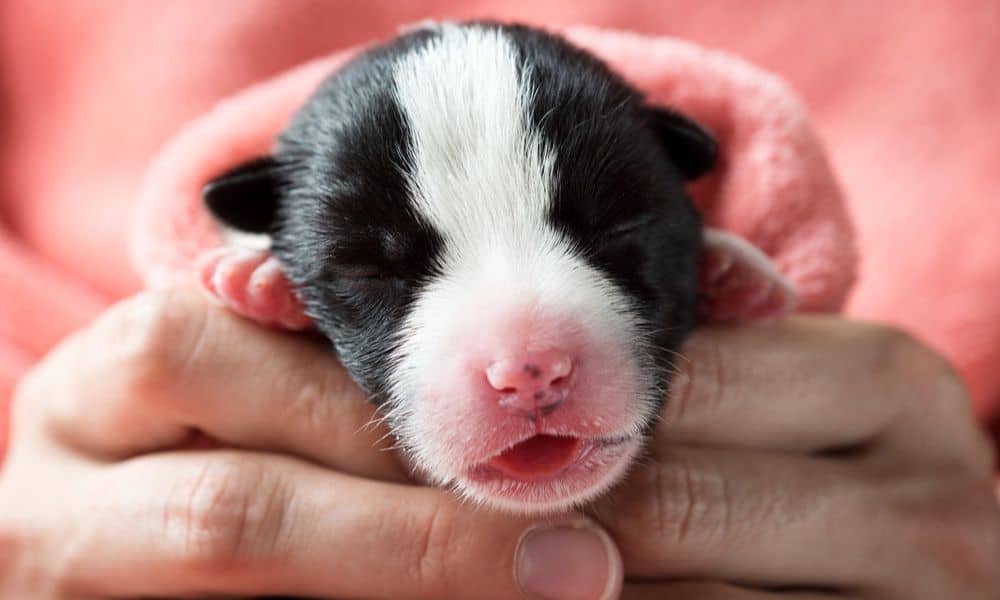 Hundegeburt: Dauer, Ablauf & Vorbereitung (+ Checkliste)