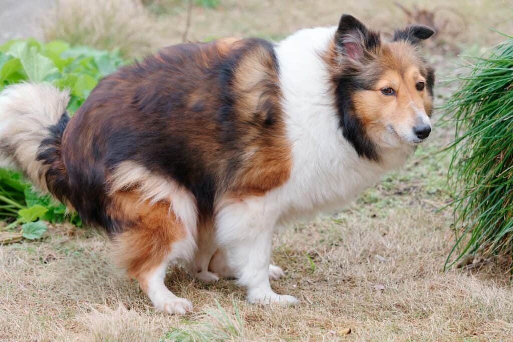 Cushing Syndrom beim Hund: 5 Hausmittel, die wirklich helfen