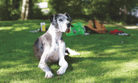 Tralieve Hund: Anwendung, Nebenwirkungen & Dosierung