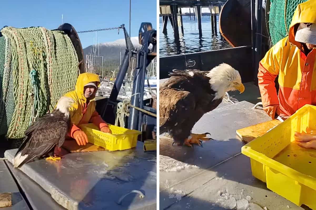 Weißkopfseeadler besuchen Fischer und klauen ihm einen Fisch ...