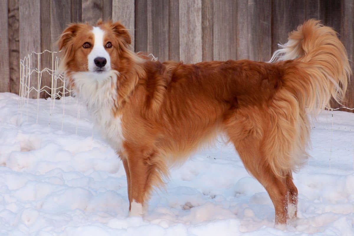 English Shepherd: Farben, Temperament & Krankheiten