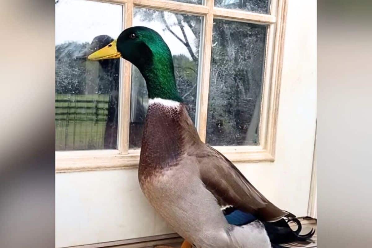 Ente geht täglich zu einem Wohnhaus - auf welchen großen Freund sie ...