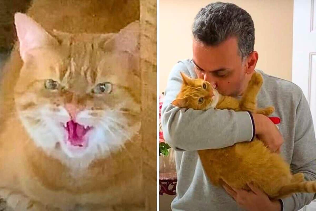 “Meine Katze hasst einfach jeden” - doch ihre Reaktion auf einen ...