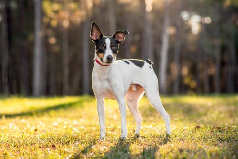 12 Unfassbar Süße Pudel Mix Mischling Rassen (mit Bildern)