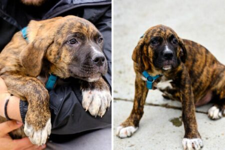 Adoptionen | happyhunde.de