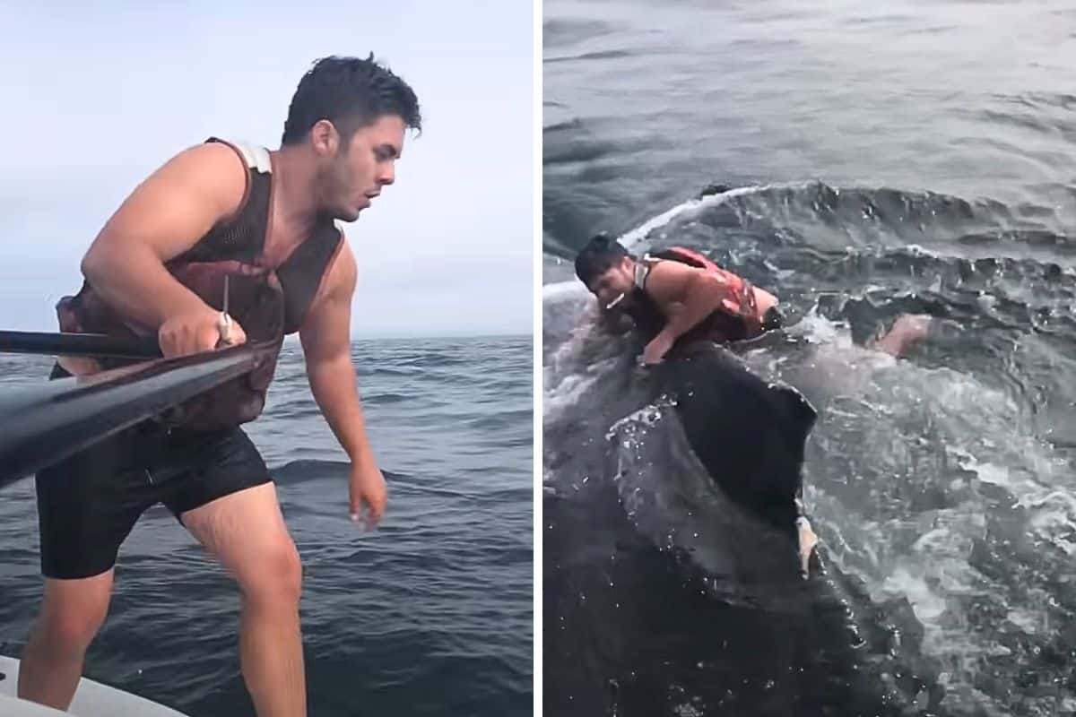 Wal hat sich in einer Leine verfangen – Wie dieser mutige Mann ihn ...