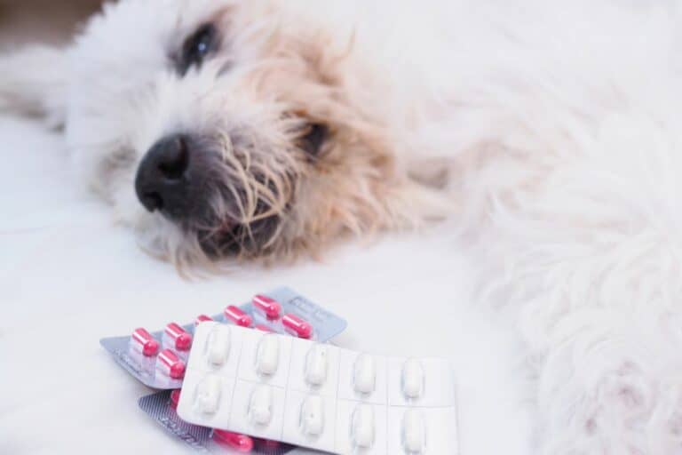 Doxycyclin Hund: Anwendung, Dosierung & Nebenwirkungen