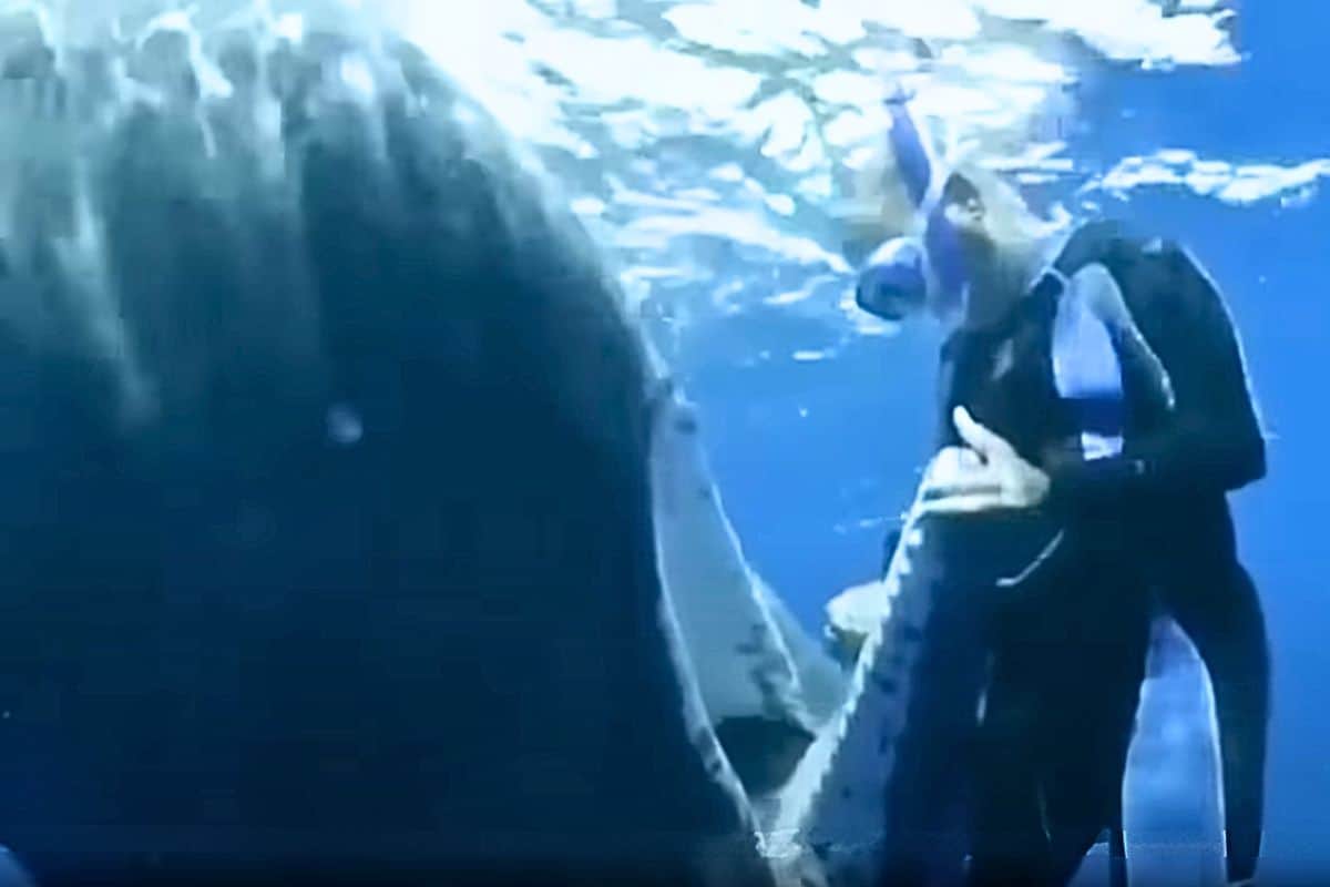 Riesiger Wal bittet Taucher um Hilfe - der Grund dafür ist schockierend