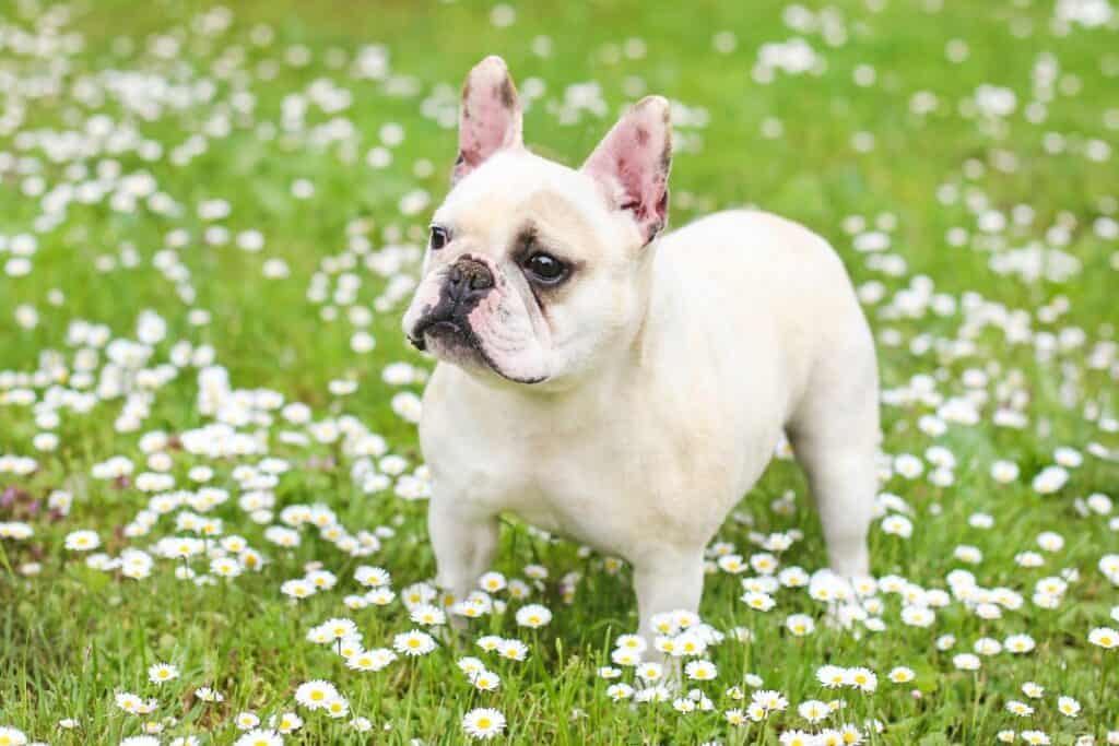 12 Unfassbar Süße Pudel Mix Mischling Rassen (mit Bildern)