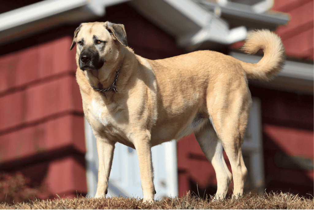 Cane Corso: „Kampfhund“ und Listenhund? Hundeprofi klärt auf