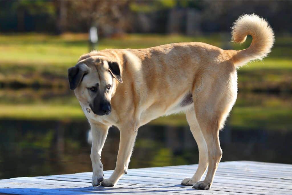 Ist der Kangal ein Listenhund oder Kampfhund? (Antwort)