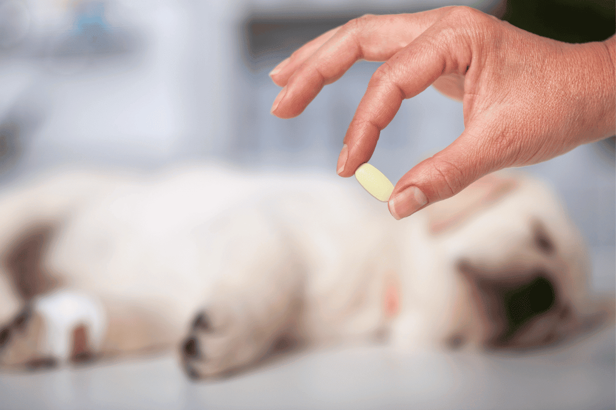 Metrovis Hund: Anwendung, Dosierung & Nebenwirkungen