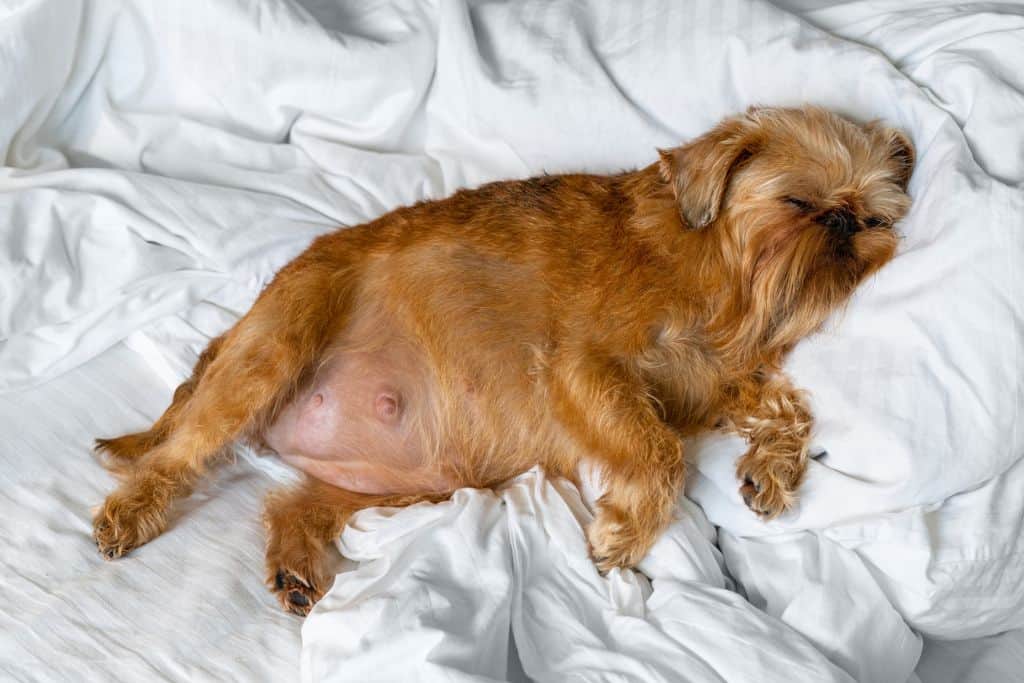 Anzeichen Scheinschwangerschaft Hund