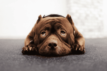 Selgian für Hunde: Dosierung, Nebenwirkungen & Alternativen