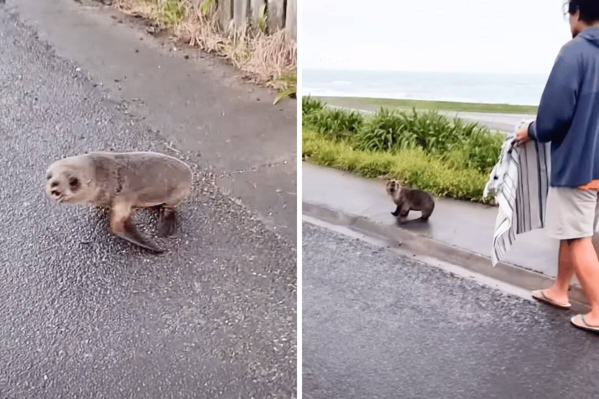 Baby-Robbe in großer Gefahr auf der Straße: Wie 2 gute Menschen sie ...