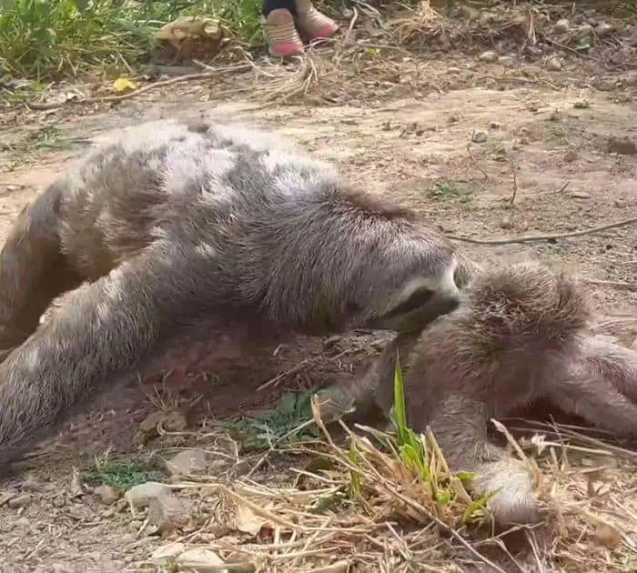 Faultiermama und ihr Baby werden bei einem Waldbrand getrennt – Das ...