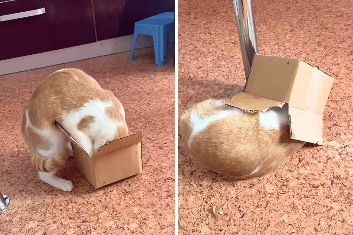 Karton zu klein, Katze passt nicht hinein: Wie sie es trotzdem versucht ...
