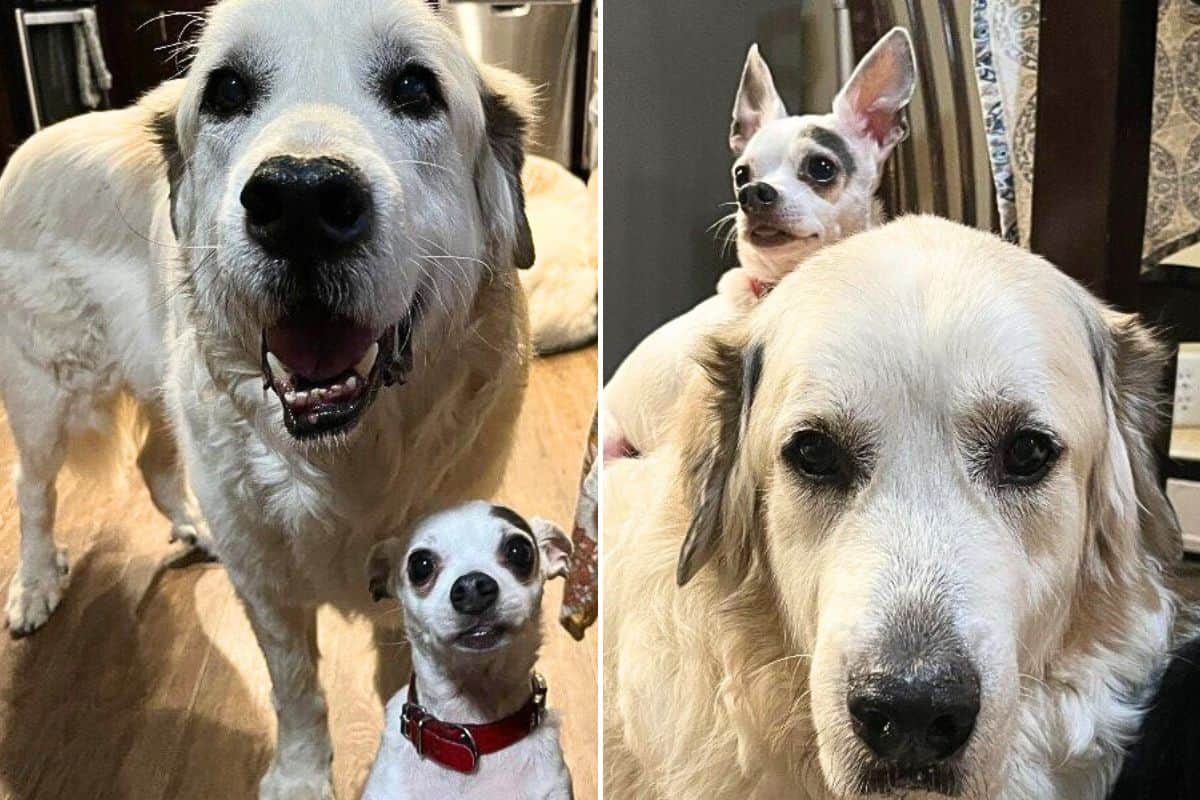 Kleiner Hund braucht unbedingt einen großen Hund als Freund - Der Grund ...