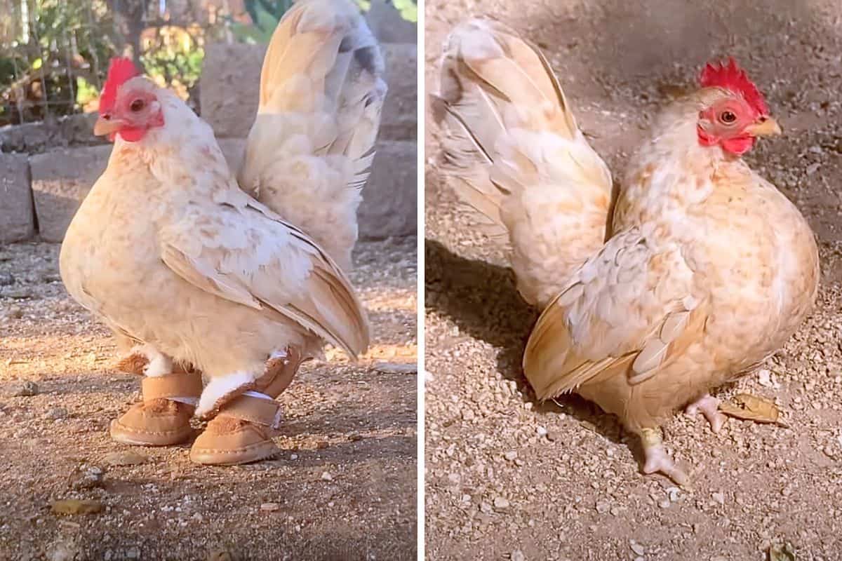 Ungewöhnlicher Anblick: Ein Huhn läuft in Schuhen über den Hof - der ...