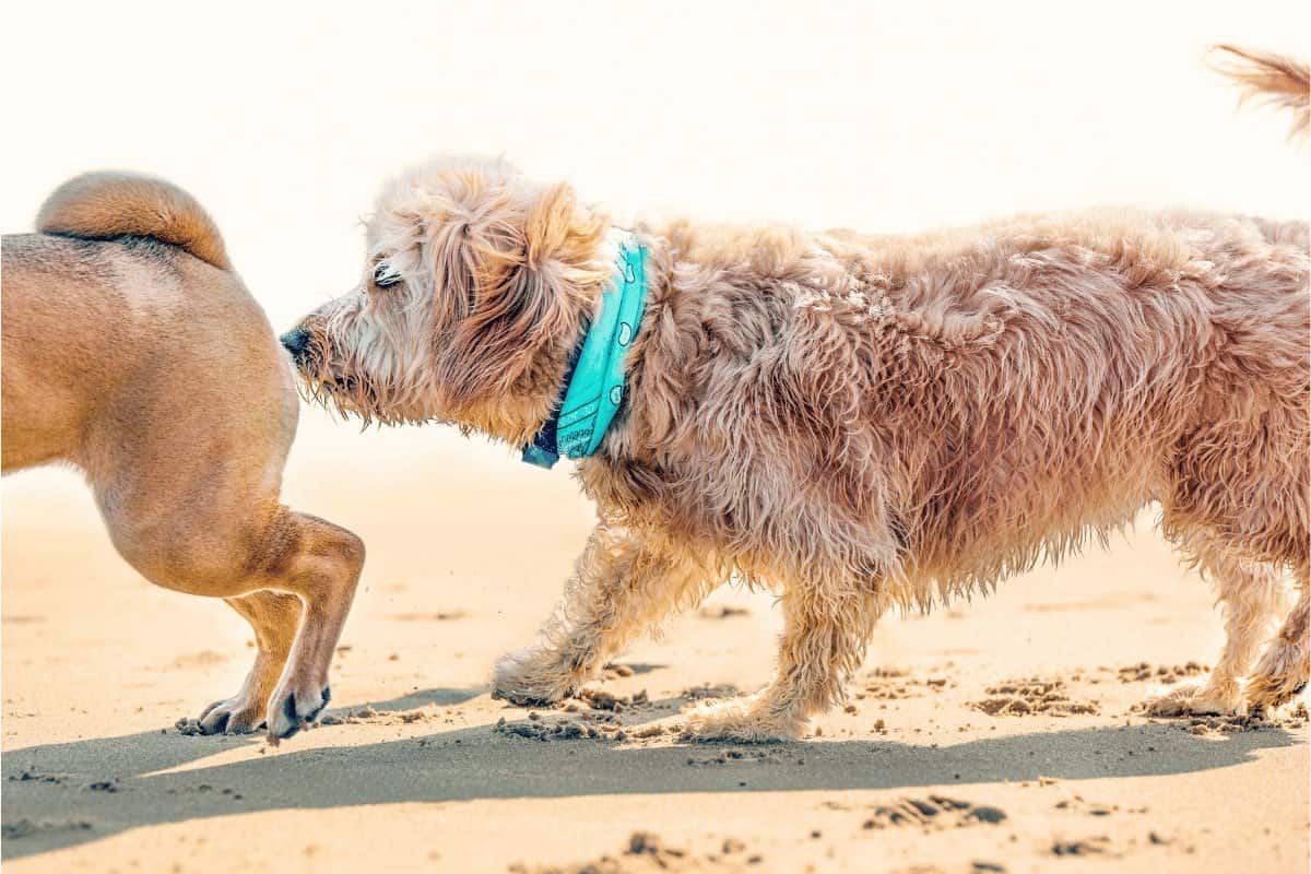 Warum riechen Hunde am Po? Die erstaunliche Antwort Warum riechen Hunde am Po? Die erstaunliche Antwort