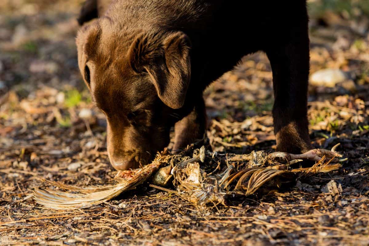 Botulismus: Symptome Erkennen – Botulismus Steckbrief – HHCT