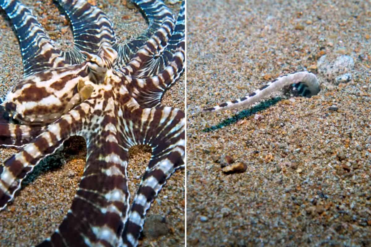 Atemberaubendes Schauspiel: Wo dieser riesige Oktopus sich vor Taucher ...