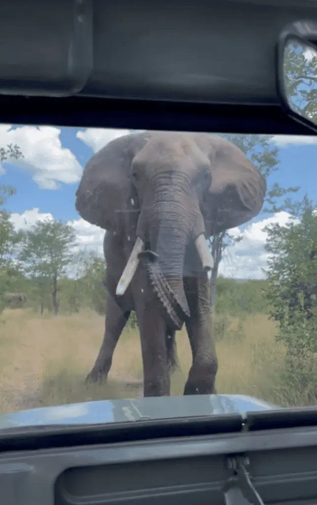 Auf Safari: Elefant rennt plötzlich auf Touristen zu - nur die Reaktion ...