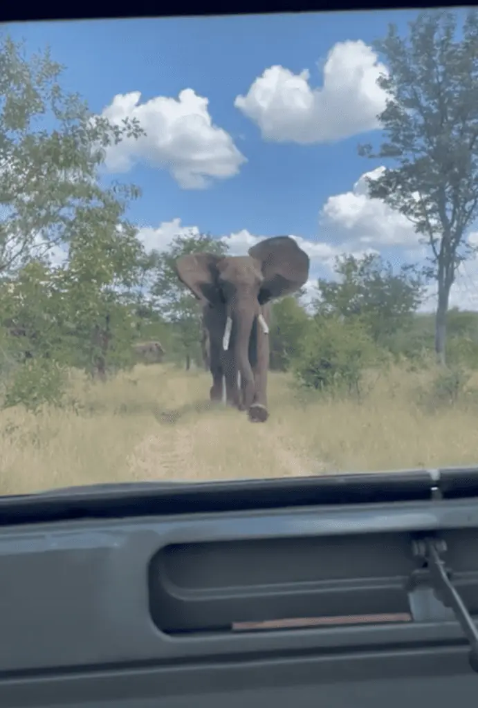 Auf Safari: Elefant rennt plötzlich auf Touristen zu - nur die Reaktion ...