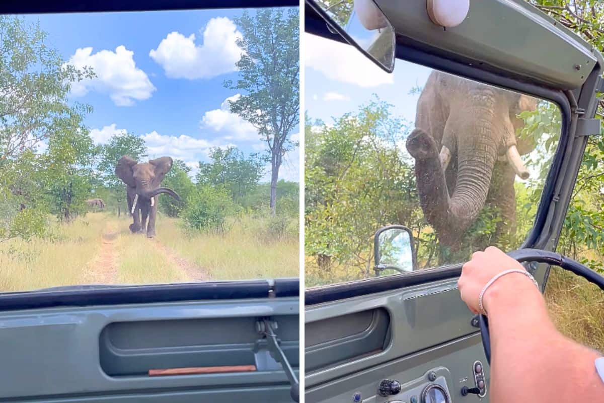 Auf Safari: Elefant rennt plötzlich auf Touristen zu - nur die Reaktion ...
