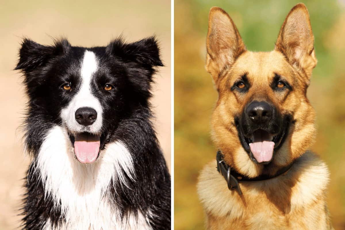 Border Collie und Deutscher Schäferhund werden Eltern - so sehen ihre ...