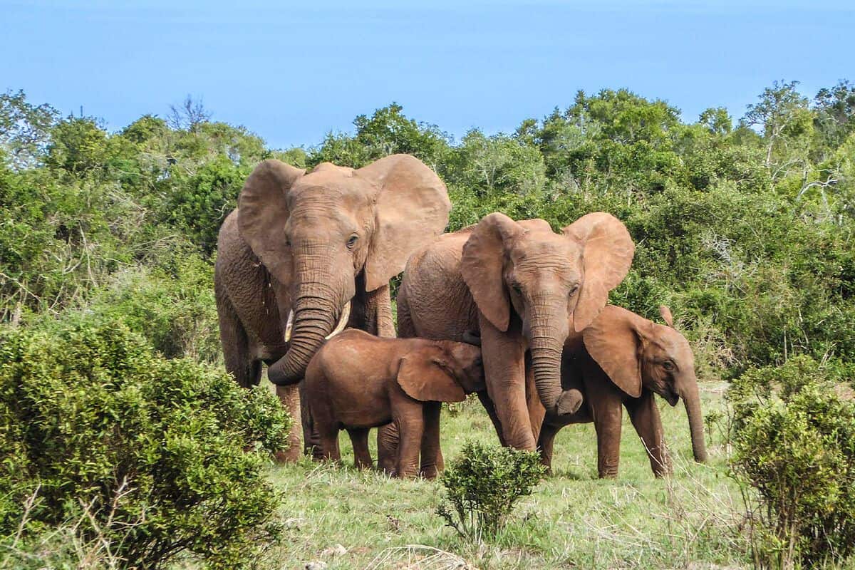 Elefanten fressen Bauern die Ernte weg - welches winzige Tier sie davon ...