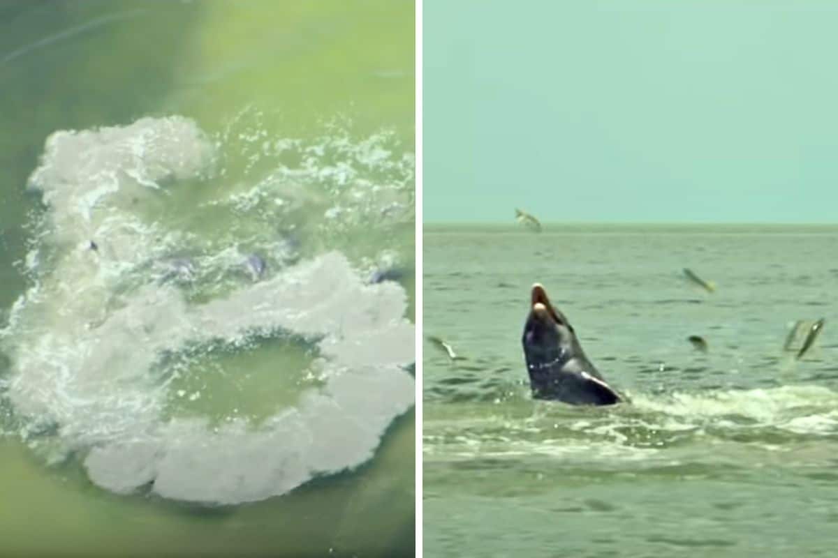 Fische fangen mit Köpfchen - so genial zeigen diese Delfine ihre ...