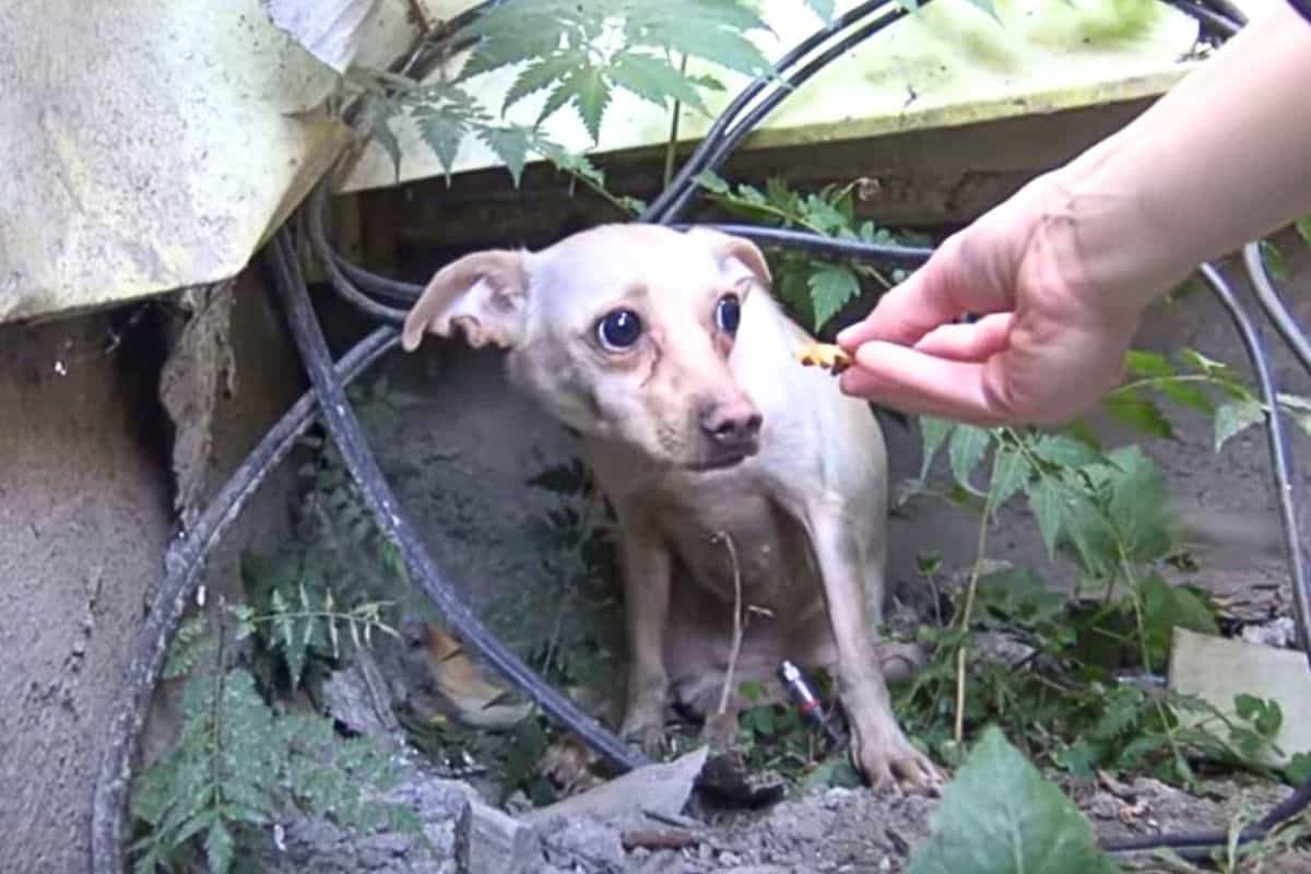 Abgemagerter Chihuahua hat Angst vor Rettern - wie er dann aufblüht ...