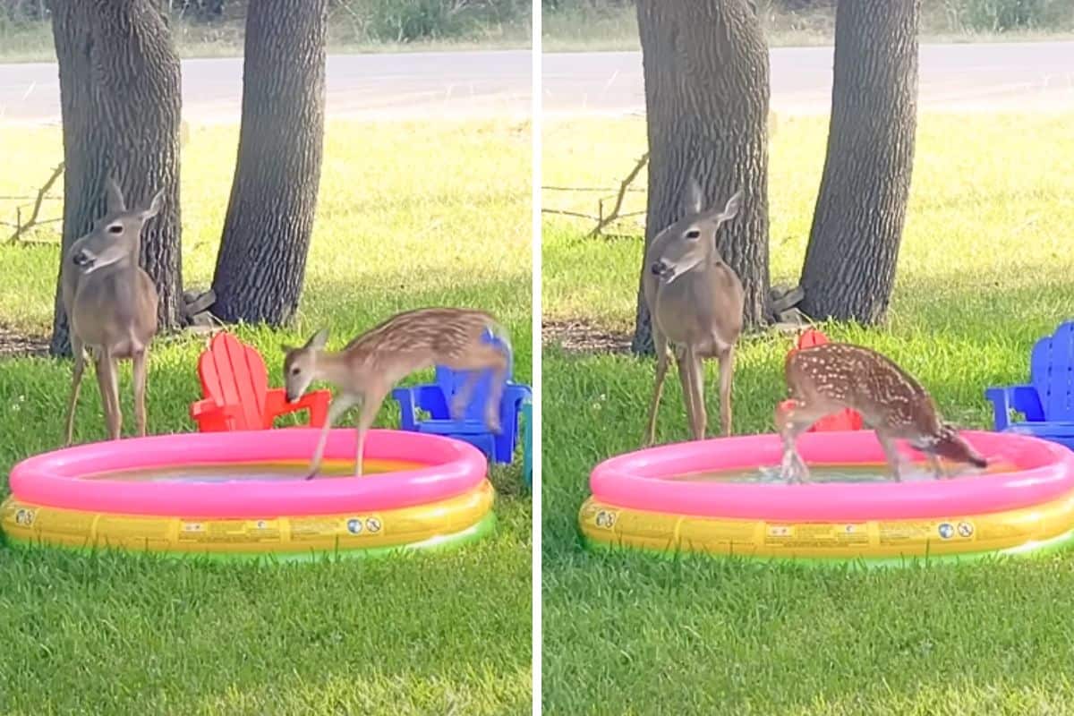Baby-Hirsch spielt in einem Planschbecken – diese schönen Augen schauen ...