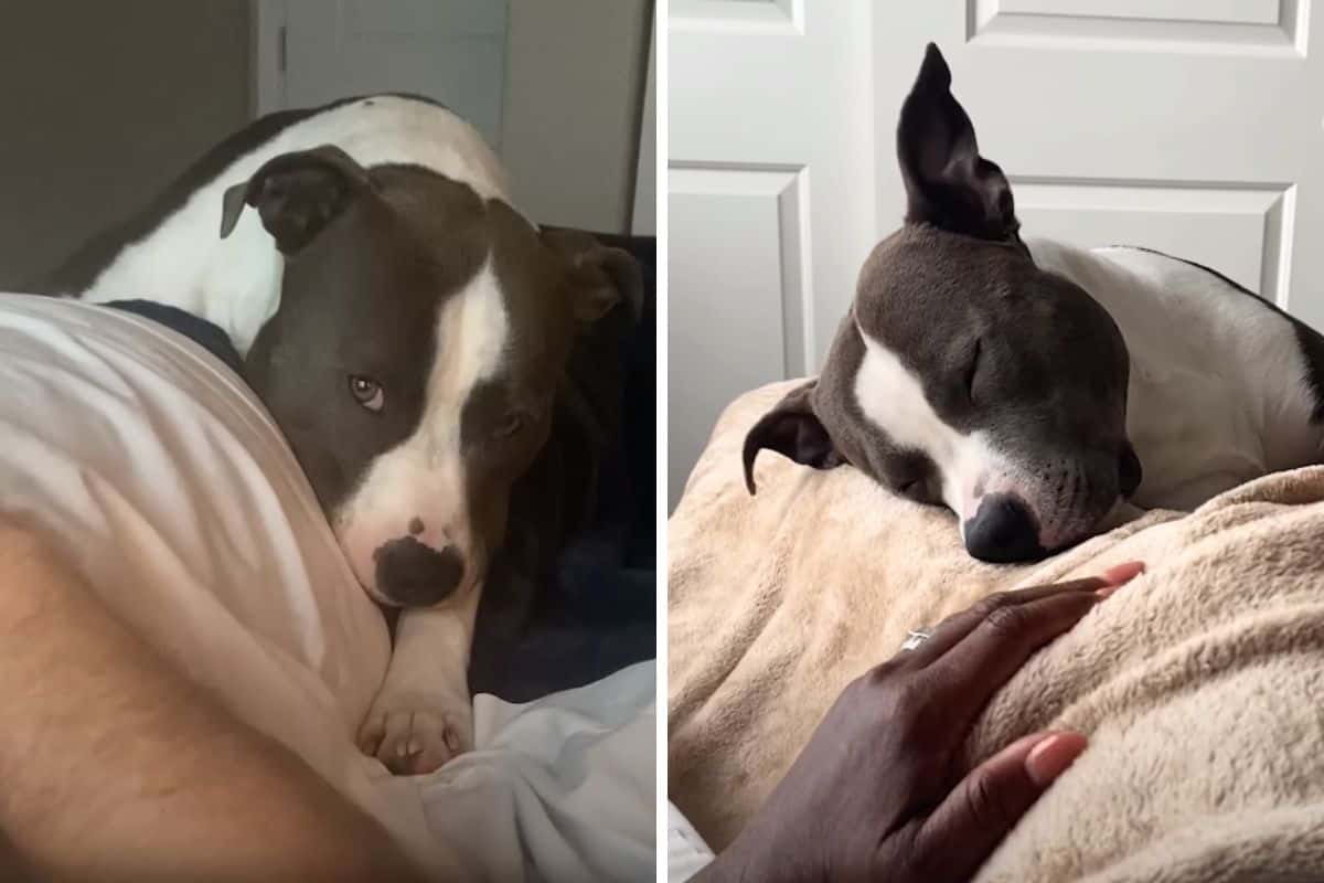 Massage mit Hund: So süß hilft ein Staffordshire Bullterrier den ...