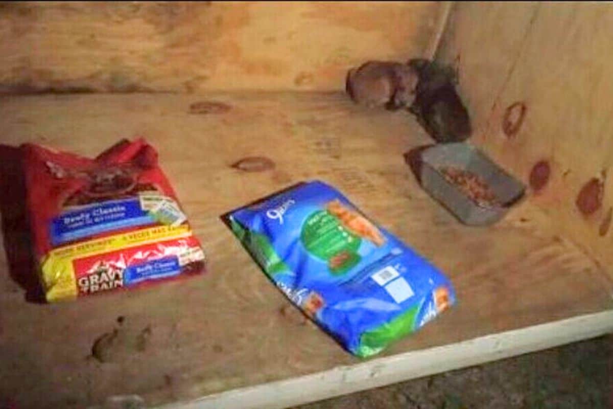 Tierheim-Mitarbeiter öffnen Box für Sachspenden - was sie darin ...