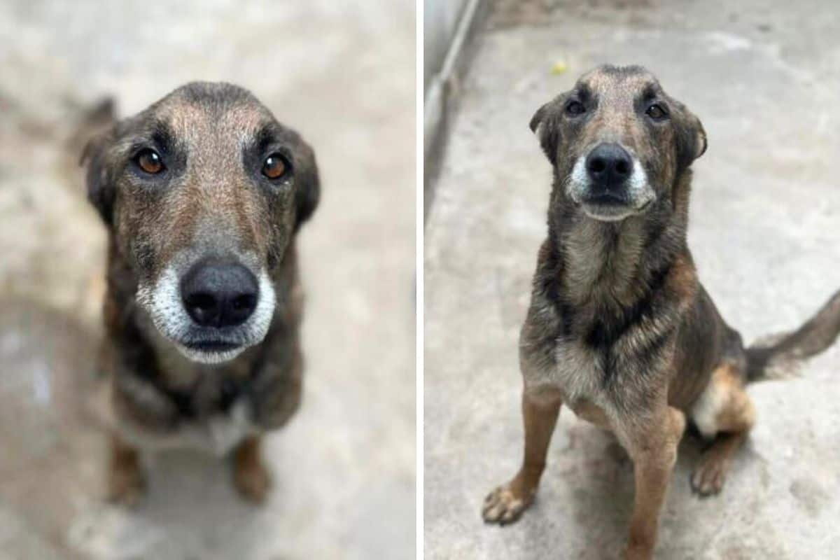 Von seinem Besitzer vernachlässigt und verstoßen: Gutherziger Sumny ...