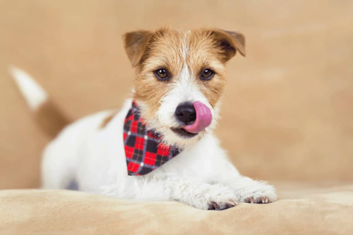 Warum schmatzen Hunde? Ein Hunde-Profi klärt auf!