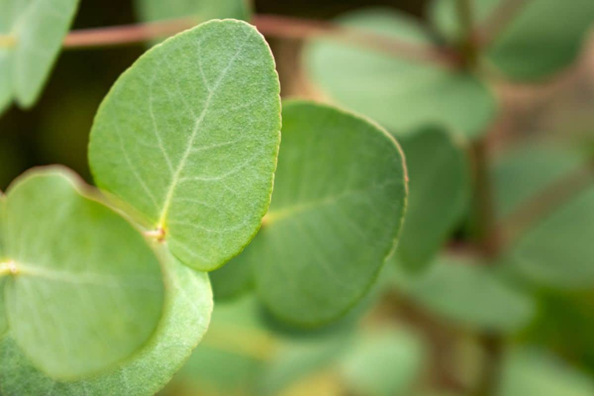 Eukalyptus Giftig Für Hunde