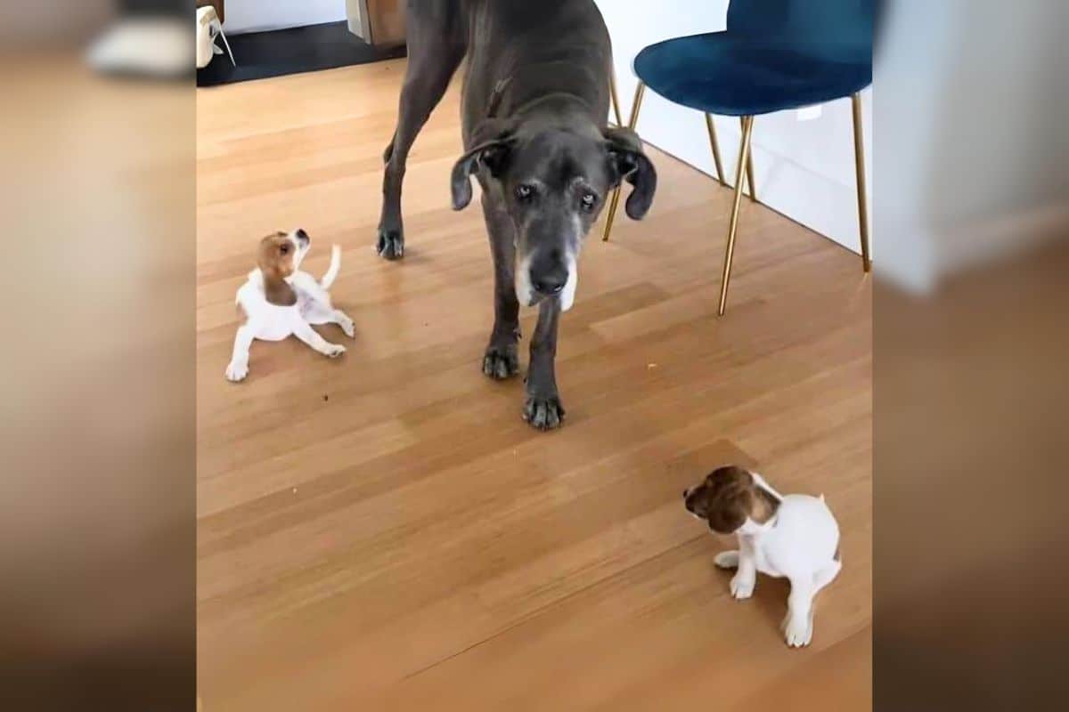 Frau nimmt 3 Welpen in Pflege - mit der Reaktion ihrer Dogge hat sie ...