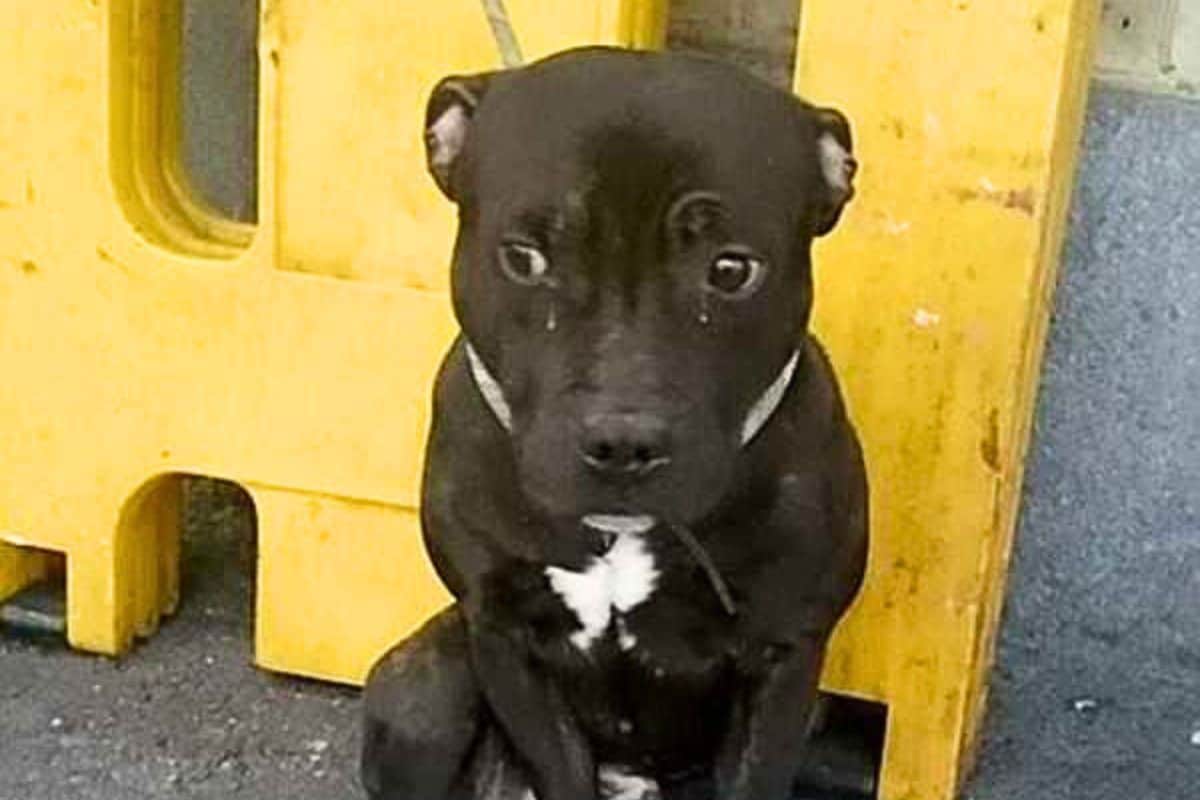 Am Bahnhof angebundener Hund weint fürchterlich - was ein Zeuge dann ...