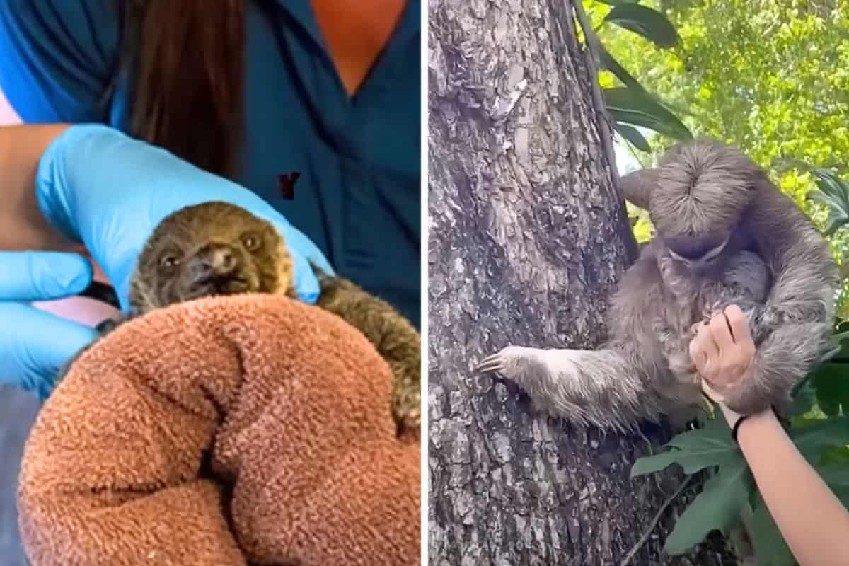 Baby-Faultier wird weinend am Strand gefunden - wie es gerettet wird ...