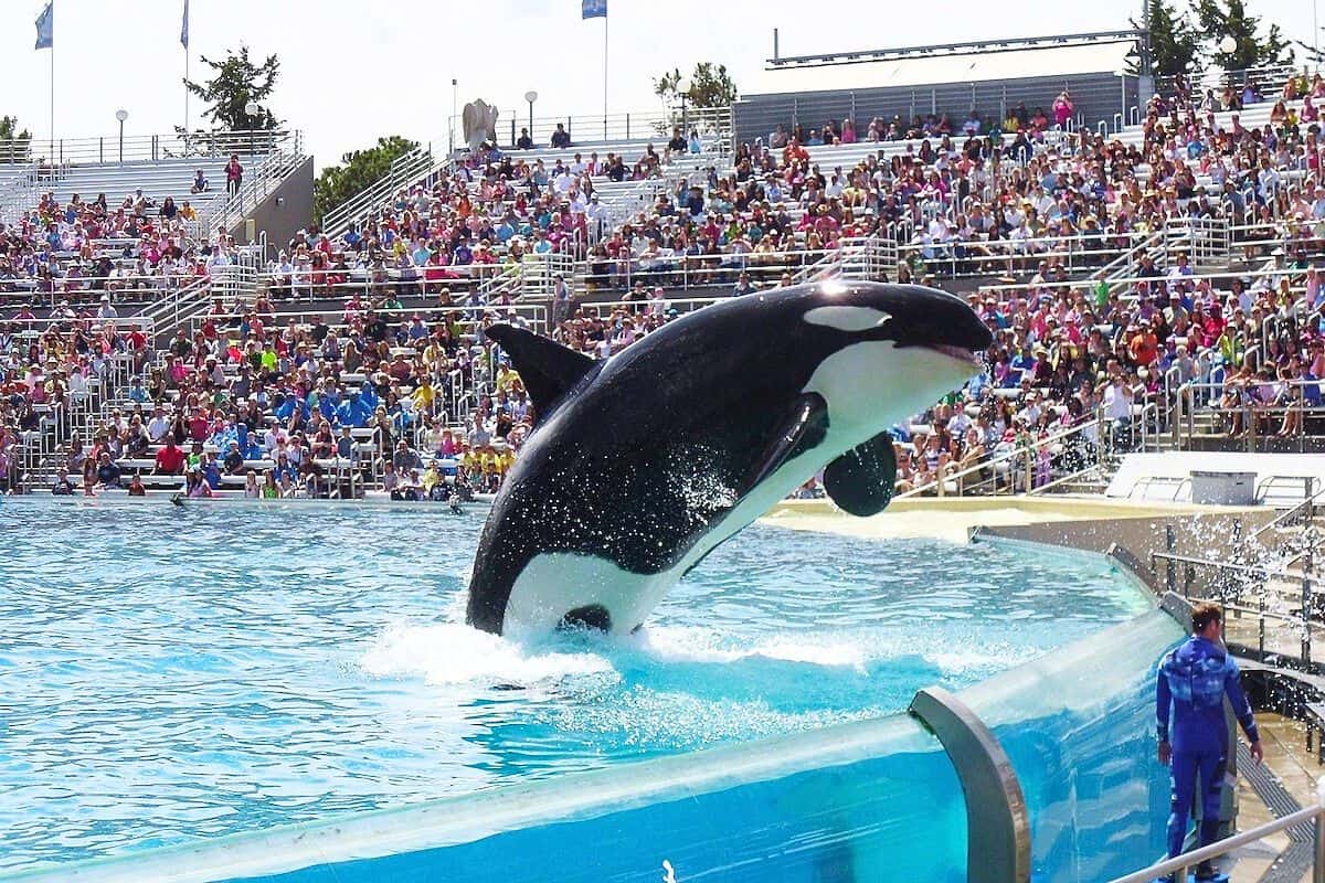 Tragisches Ende: Orca soll nach 53 Jahren Gefangenschaft freigelassen ...