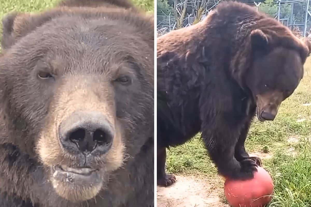 Zirkusbär kehrt in die Freiheit zurück - was er dort macht, versetzt ...